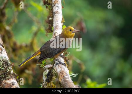 Russet-backed oropendola (Psarocolius angustifrons) flying with grasses ...