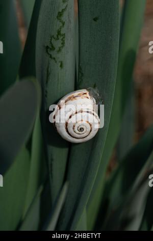 The snail hid in its shell on the green leaves of the plant Stock Photo ...