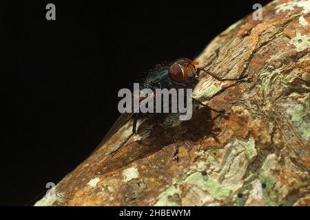 Blue bristle fly (Tachineo clarkii) on tree trunk Stock Photo - Alamy