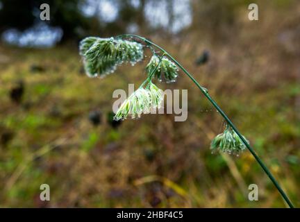 green drooping stem full with water soaked glistening seed heads ...