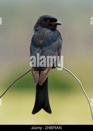 Common black Drongo bird perched under the shade of a tree, looking ...