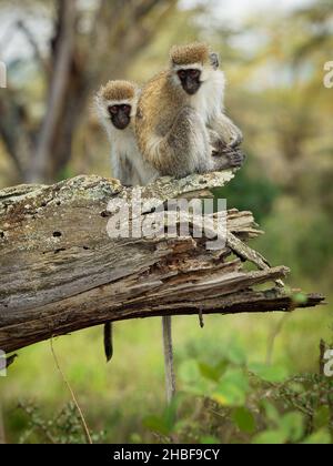 Vervet Monkey - Chlorocebus pygerythrus - two monkeys of ...