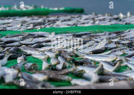 Sunny view of many little fish being dried at the Harbor of Penghu ...