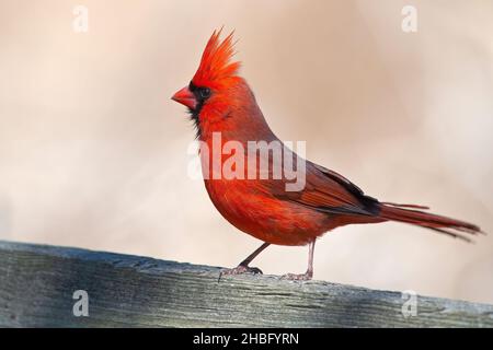 Male Northern Cardinal standing on edge of small pond with reflection ...