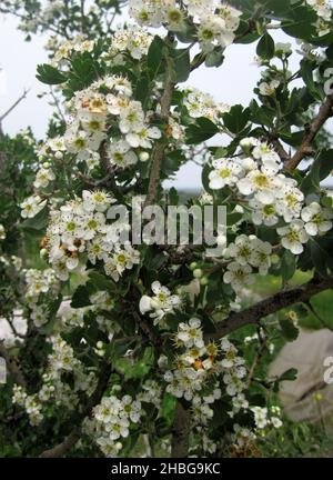 Mediterranean Hawthorn - Crataegus azarolus Blossom against blue sky ...