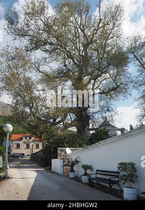 Croatia, Dalmatia, Dalmatian coast, Trsteno village Stock Photo - Alamy