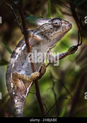 A vertical closeup of the common chameleon, Chamaeleo chamaeleon Stock ...