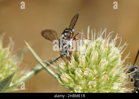 Closeup of a cleptoparasite bee , the black-thighed epeolus , Epeolus ...