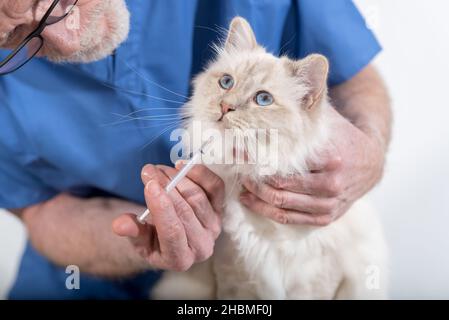 Veterinarian giving medication to a beautiful white sacred cat of burma ...