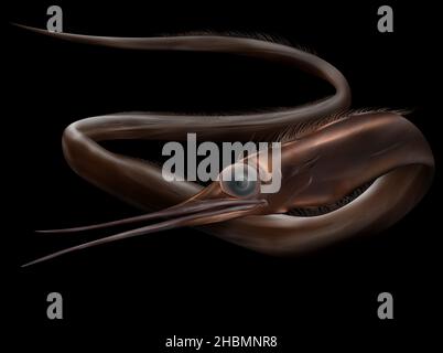 Slender snipe eel (Nemichthys scolopaceus) dead specimen, from deep sea ...