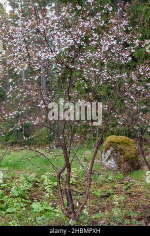 Japanese alpine cherry tree (Prunus nipponica 'Brillant', Prunus ...