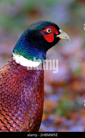 Pheasants are birds of several genera within the family Phasianidae in ...