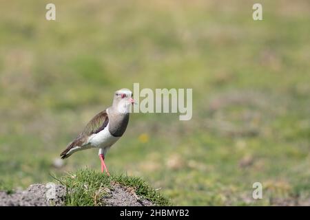 Andean Lapwing (Vanellus resplendens) perched on paramo vegetation in ...