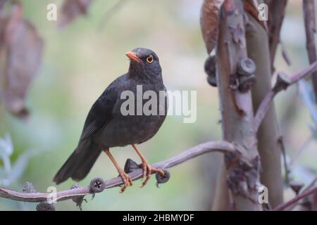 GREAT THRUSH (Turdus fuscater) standing on branch in the forest Stock ...