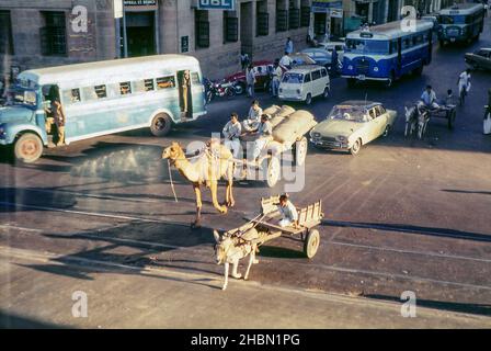 A camel cart Karachi Stock Photo - Alamy
