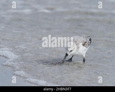 Sanderling in typical and diagnostic feeding running in and out with ...