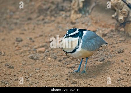 A Egyptian Plover, Pluvianus aegyptius, close up Stock Photo - Alamy