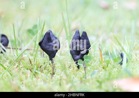 Helvella fallax, previously called Helvella atra, a saddle fungus from ...
