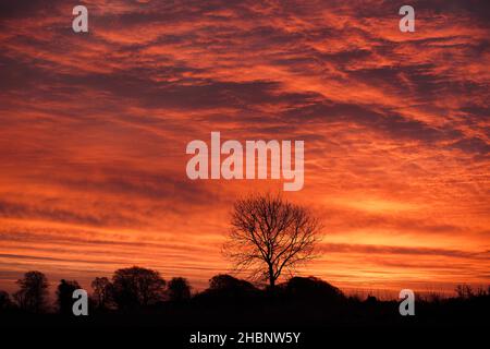 tree silhouette against a dramatic sunrise Stock Photo - Alamy