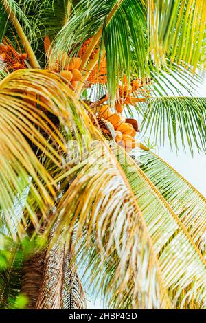 a vertical shot of growing coconut tree Stock Photo - Alamy