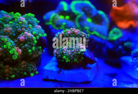 Ricordea sp. amazing mushroom soft coral Stock Photo - Alamy
