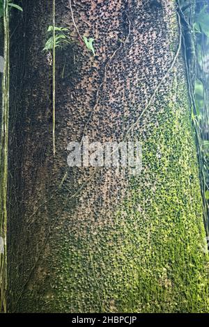 Spiny Pochote tree, Costa Rica, Central America Stock Photo - Alamy