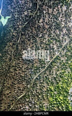 Thorny pochote tree (Bombacopsis quinata), Cahuita National Park, Costa ...