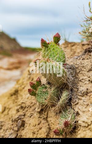 A cactus in the Alberta Badlands Stock Photo - Alamy