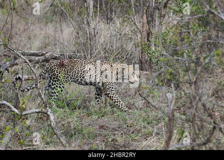 heaviliy wounded female leopard, Panthera pardus, stalking injured ...