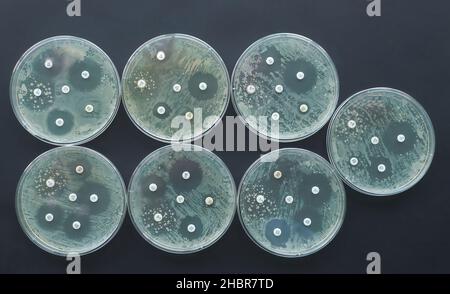 Antibiogram Antimicrobial susceptibility resistance bacteria diffusion ...