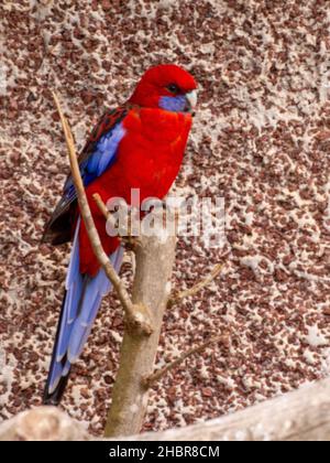 animals and birds at rancho Texas Lanzarote Stock Photo - Alamy
