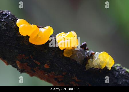 The golden jelly fungus Tremella mesenterica growing on a log Stock ...