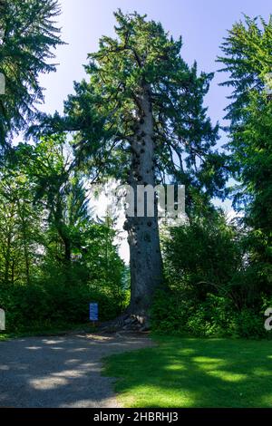 The world's largest Spruce Tree, a Sitka Spruce (Picea sitchensis) a ...