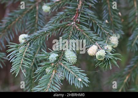 Adelges laricis, known as pale spruce gall adelgid, a plant parasite ...
