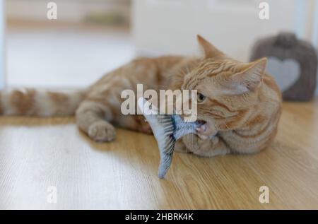 cat playing with toy fish Stock Photo - Alamy