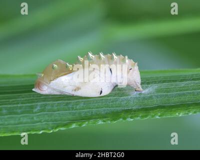 Pupa, also called chrysalis, of brush-footed butterfly Stock Photo - Alamy