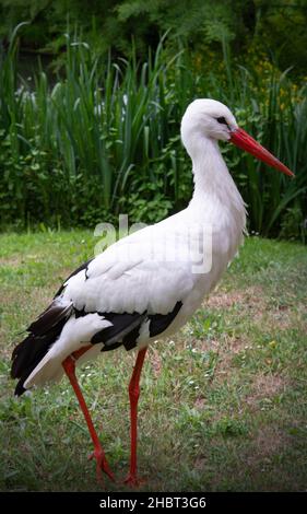 Portrait of an adorable white stork bird with open beak in the park ...