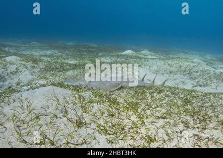 Halavi guitarfish (Glaucostegus halavi) on the sea bottom. Guitar shark ...