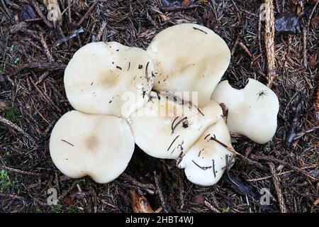 Melanoleuca grammopodia, commonly known as grooved cavalier, wild ...