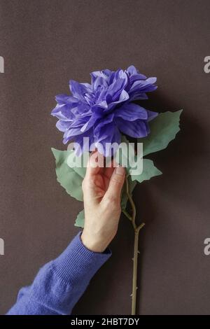 Purple chrysanthemum with woman's hand on white background Stock Photo ...