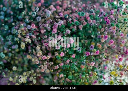 Beautiful flower background of blue gypsophila flowers Stock Photo - Alamy