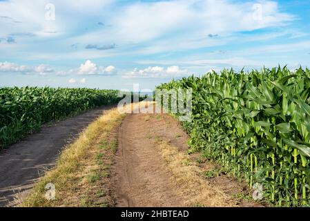 Dirt road through maize green field under blue sky in Ukraine Stock ...