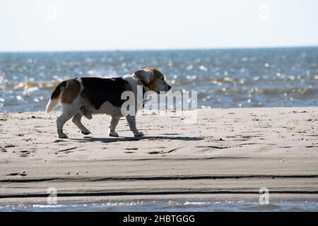 Beagle are ears up from the wind in St. Peter Ording Stock Photo - Alamy