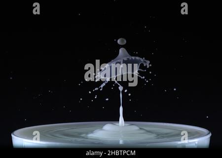 A drop of milk falls into a cup isolated with a black background Stock ...