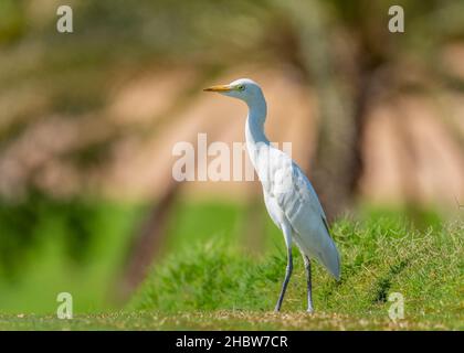White Heron little egret. Colorful water nature background. Bird ...