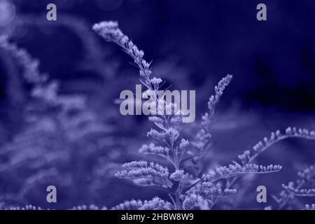 Defocus blooming broom bush, Cytisus scoparius. Natural background with ...