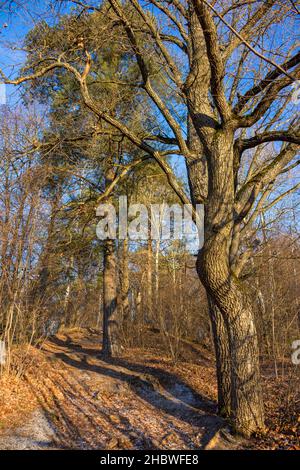 Beautiful sprawling oak tree in the fall forest with yellow and orange ...
