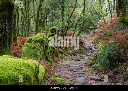 The nature of Geira Roman Road in Peneda-Geres National Park in ...