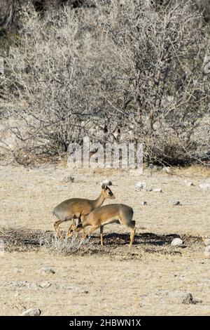 A couple of deer in the Safari in Etosha National Park, Namibia Stock ...