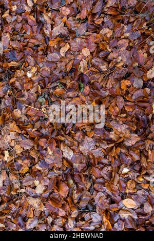 bright colorful rainy autumn leaves background texture Stock Photo - Alamy